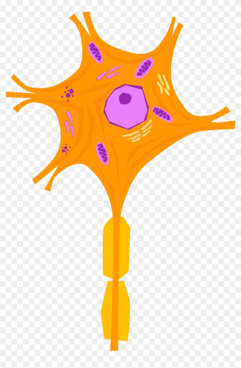 Nerve Cell 01 - Labeled Neuron, HD Png Download - 4096x3112(#6082140 ...