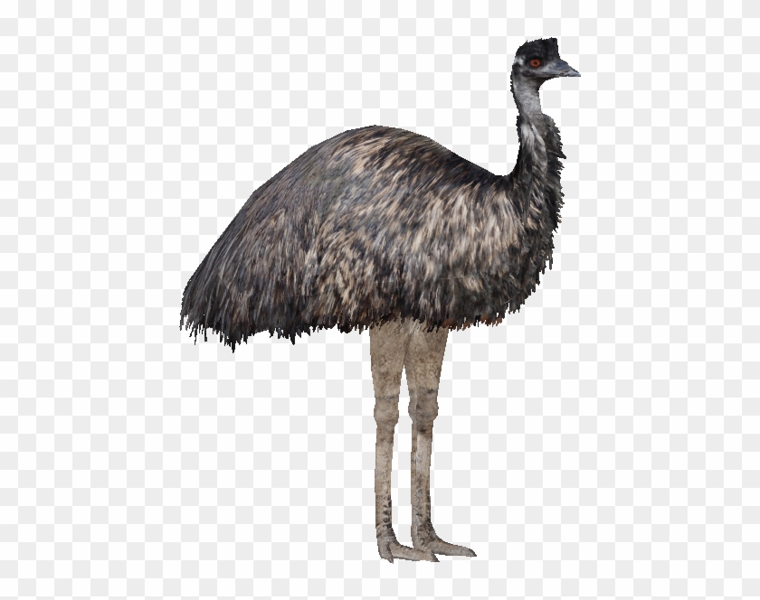 Clip Art Emu Png - Emu, Transparent Png - 700x700(#6084631) - PngFind