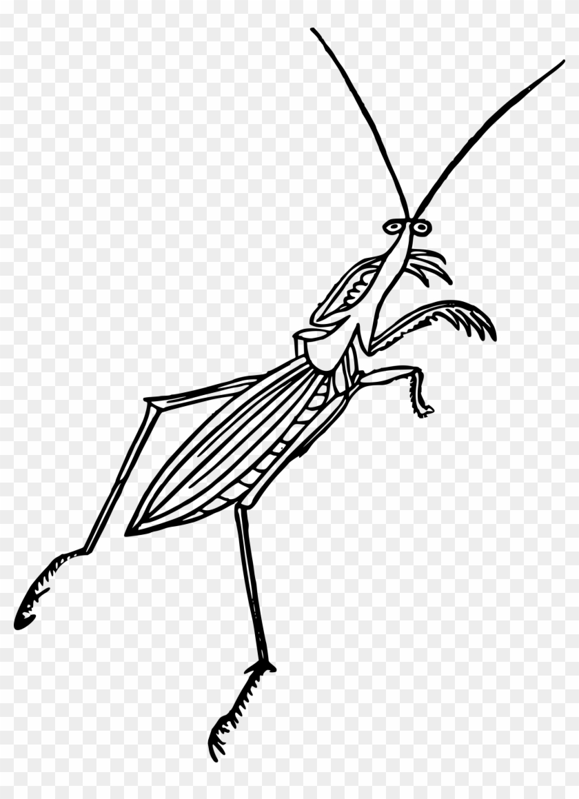Mantis Png - Line Art, Transparent Png - 1801x2400(#6113875) - PngFind
