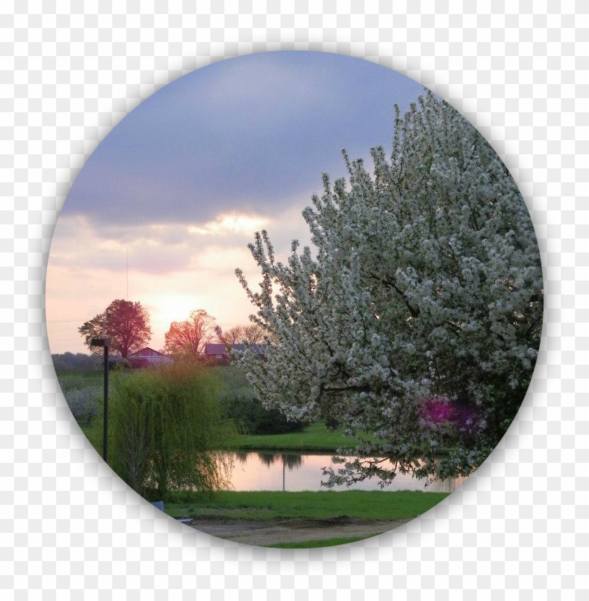 Blossoms Circle, HD Png Download - 802x776(#6116769) - PngFind