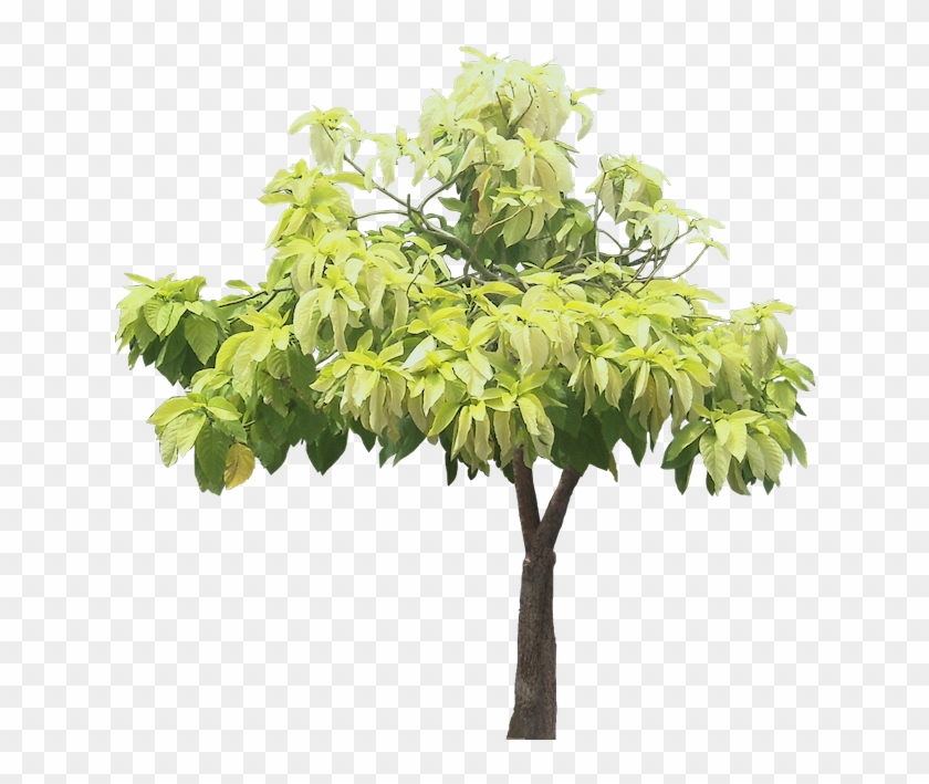 Pisonia Alba Tree, HD Png Download - 634x629(#6122355) - PngFind