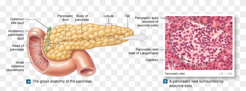 The Pancreas Is Both An Exocrine Organ And An Endocrine - Anatomical ...