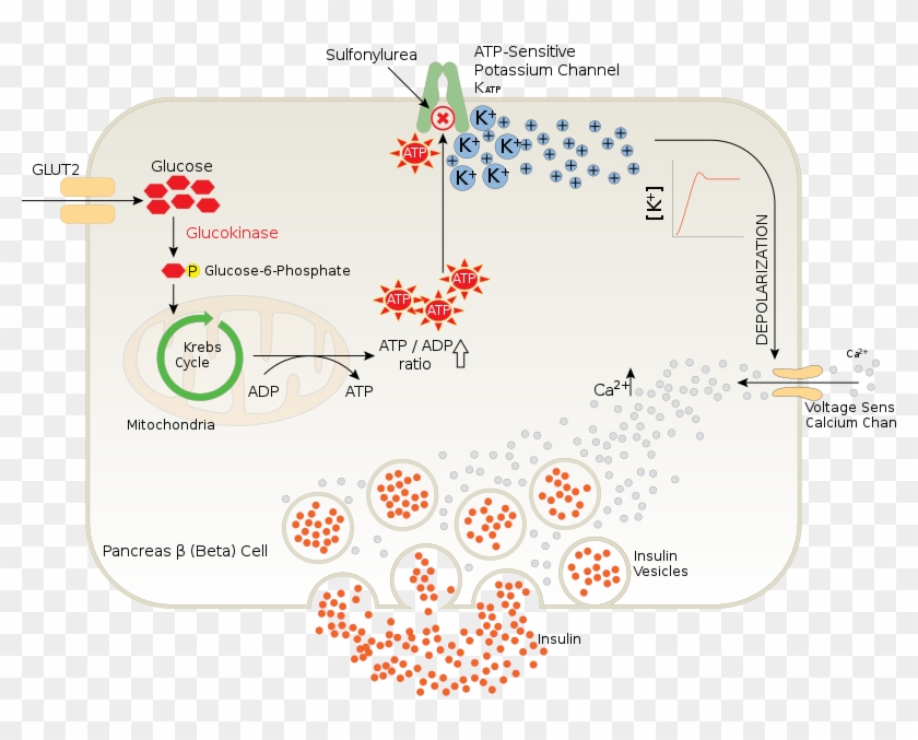 Glucose Insulin Release Pancreas - Diagram Of Insulin Secretion, HD Png ...