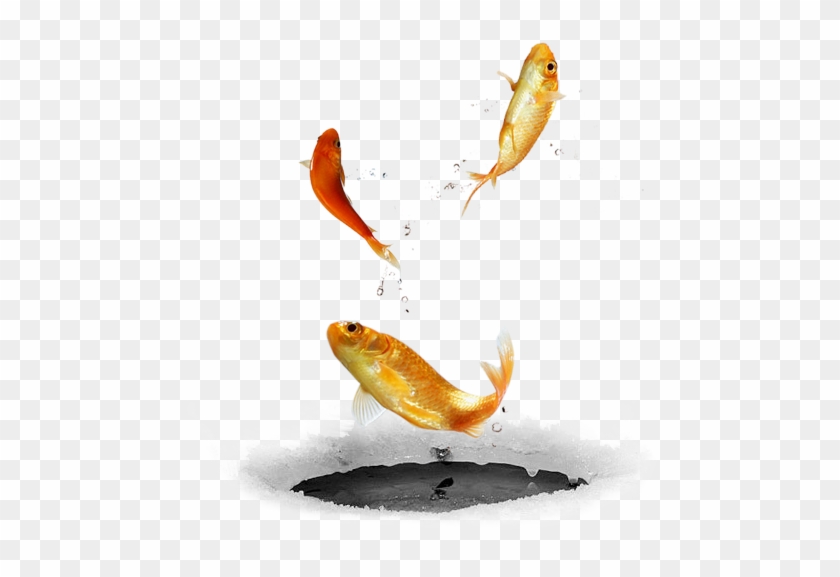 Jumping Fish Png Fish Image 7 Png Fish S Png, Transparent Png
