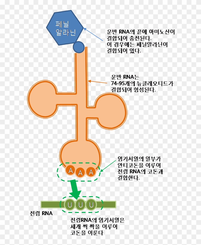 Trna Illustration Korean - Trna Transparent, HD Png Download - 644x953 ...