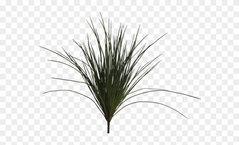Sweet Grass, HD Png Download - 600x600(#6181856) - PngFind