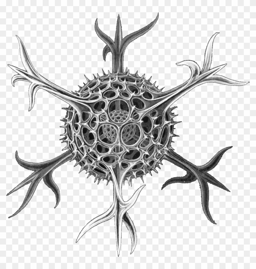 Haeckel Spumellaria Detail - Spumellaria Radiolarian, HD Png Download ...