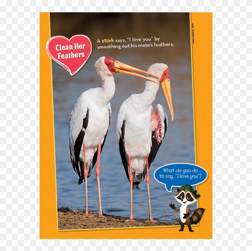Ranger Rick Jr Love Birds February 2014 - Stork, HD Png Download ...