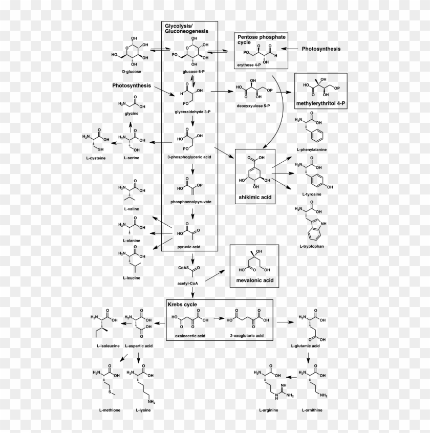 Biosynthesis[edit] - Secondary Metabolites Building Blocks, HD Png ...
