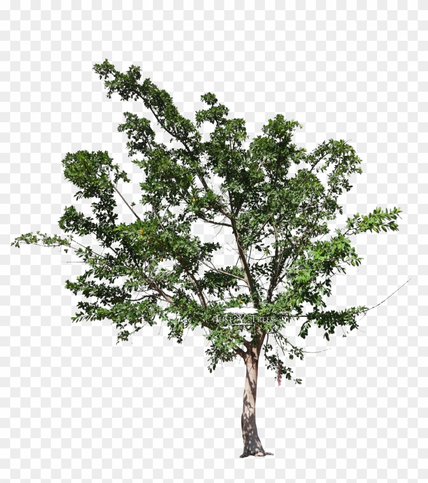 Ficus Natalensis, HD Png Download - 2880x3265(#6219649) - PngFind