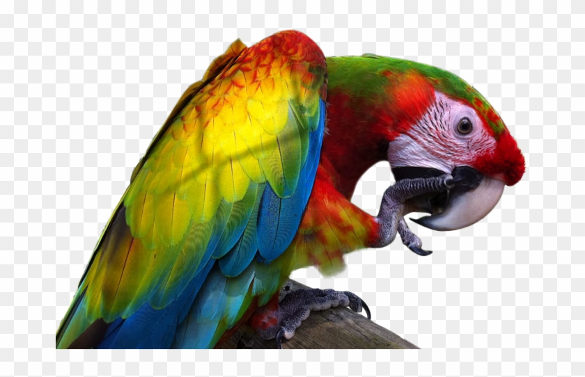 Macaw Png Image With Transparent Background - Giant Macaw, Png Download ...