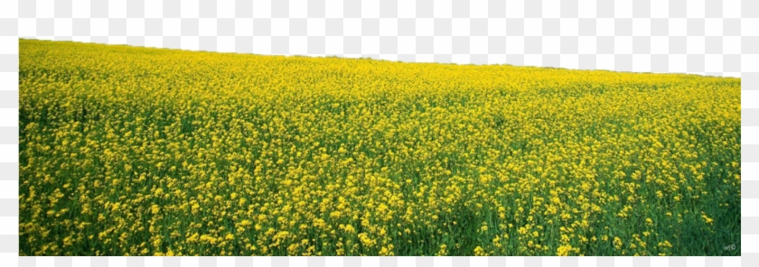 Pngs Nature , Png Download - Flower Field, Transparent Png - 1025x313 ...