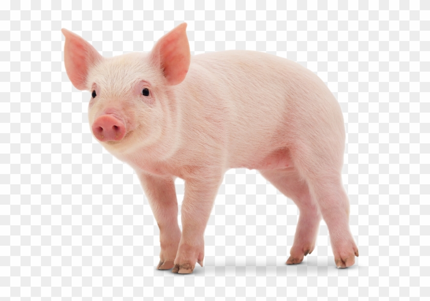 Cute Pig Png - Imagenes De Un Cerdo, Transparent Png - 640x640(#6245994 ...
