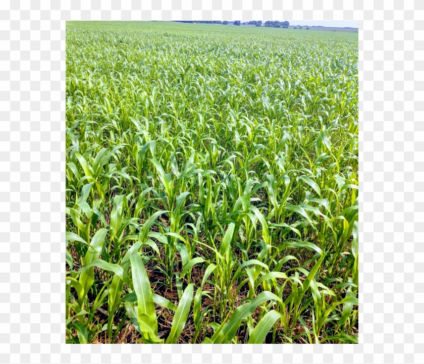 Bmr Grazing Corn Planted After Wheat - Cash Crop, HD Png Download ...
