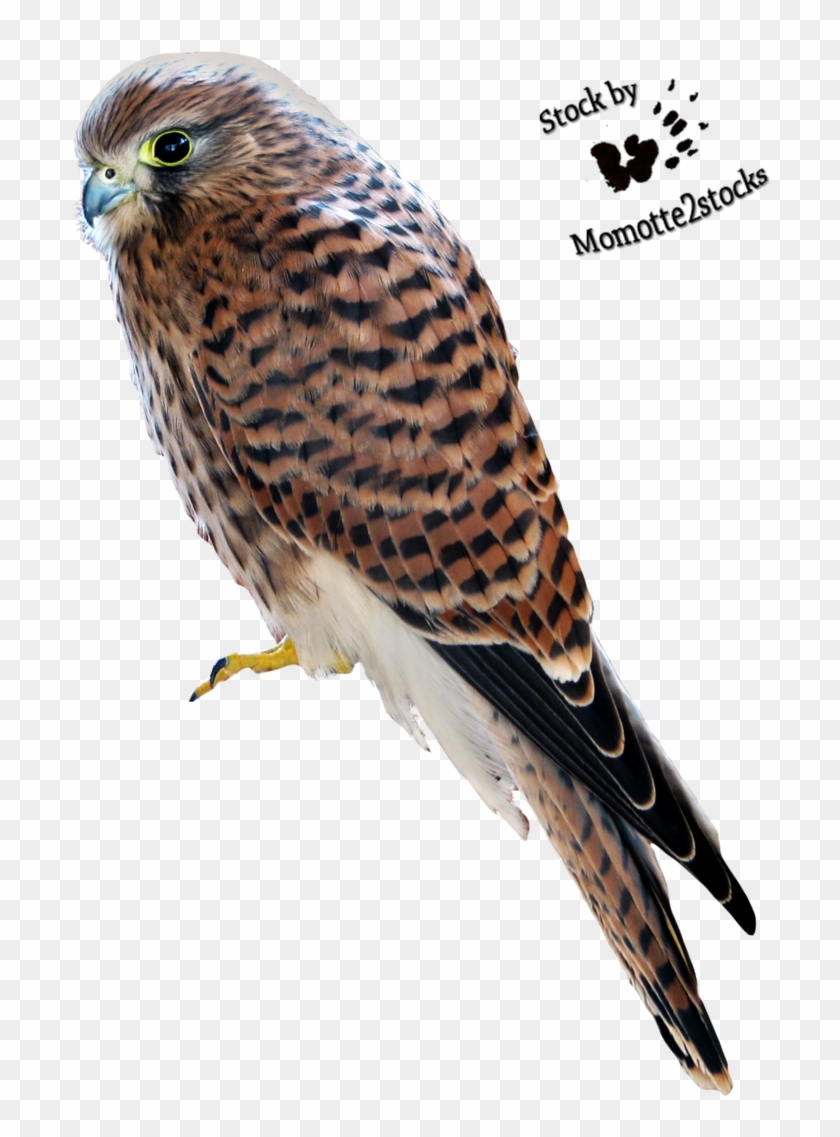 Kestrel Png Pluspng - Png Kestrel, Transparent Png - 737x1083(#6280909 ...