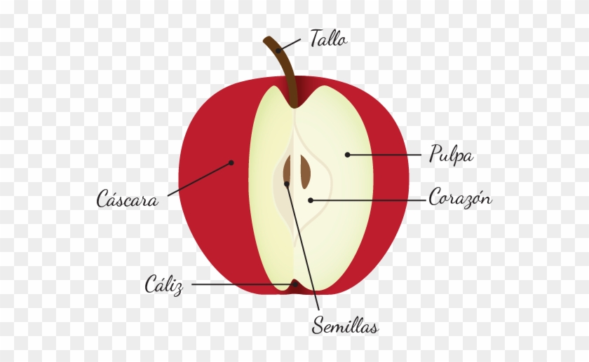 Anatomía De La Manzana - Calyx And Corolla Apple, HD Png Download ...