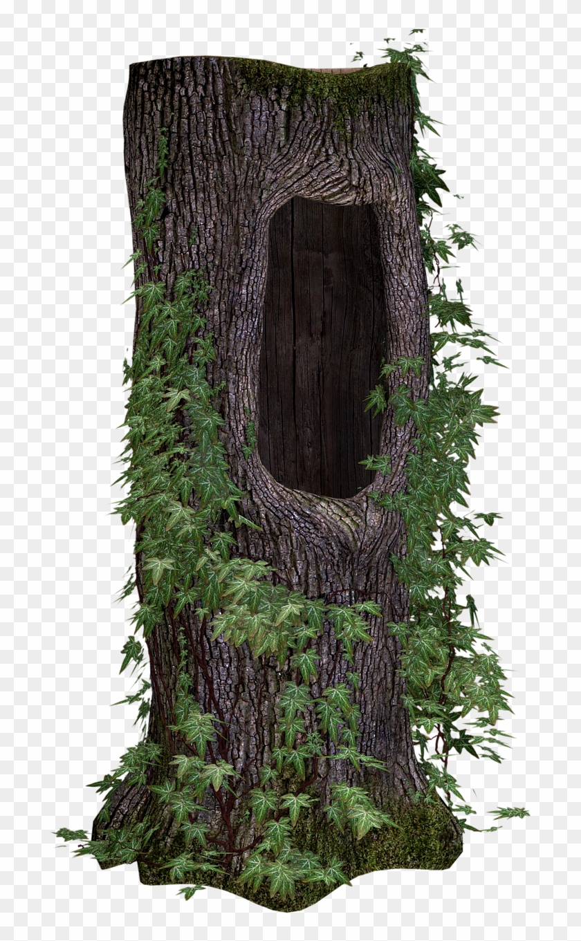 Tree Trunk Tree Ivy - Transparent Tree Trunk Png, Png Download - 714x1280(#6305192) - PngFind