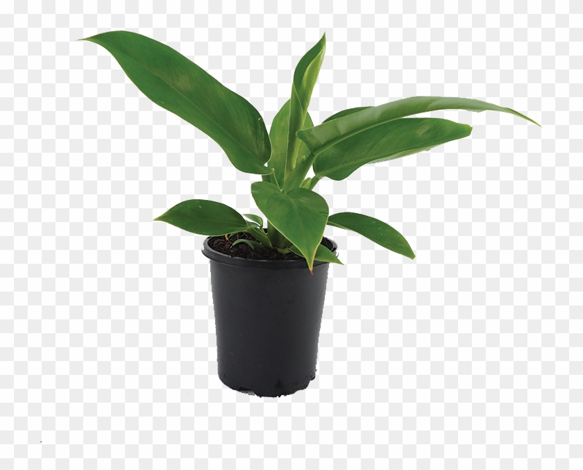 Imperial Green Indoor Plants Transparent Background - Houseplant, HD ...