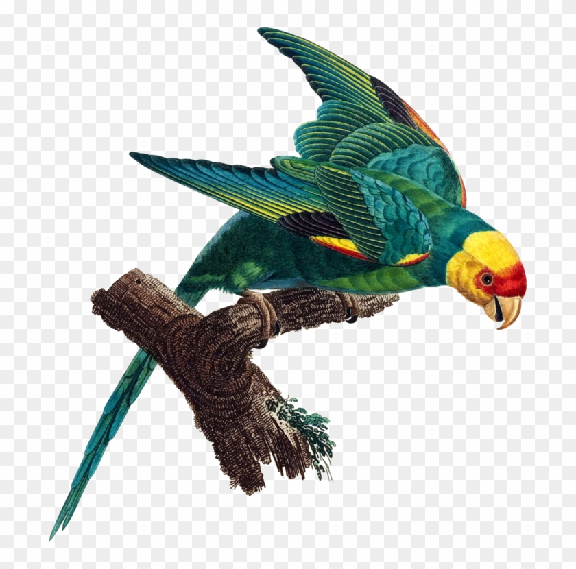 The Carolina Parakeet - Cotorra De Carolina, HD Png Download - 697x750 ...