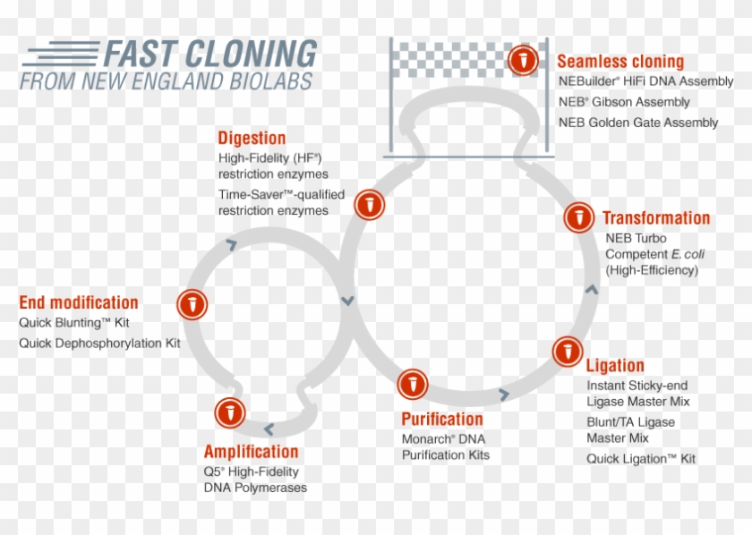 Fast Cloning Neb - Fast Cloning, HD Png Download - 825x530(#6327587 ...
