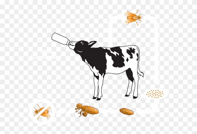 Cattle Vector Cow Switzerland - Cow Feeding Icon, HD Png Download ...