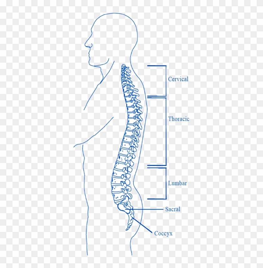 Essentials What Is - Spinal Cord Transparent, HD Png Download - 392x794 ...