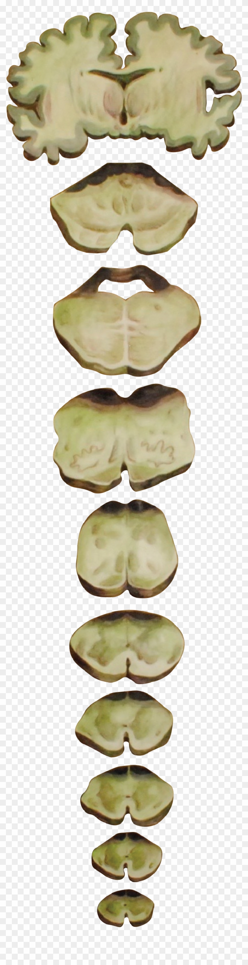 Spinal Cord Png - Spinal Cord Png Transparent, Png Download - 822x3178 ...