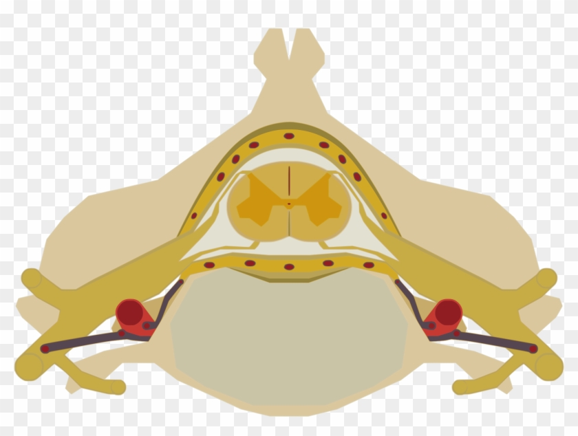 Spinal Cord Png , Png Download - Spinal Cord, Transparent Png ...
