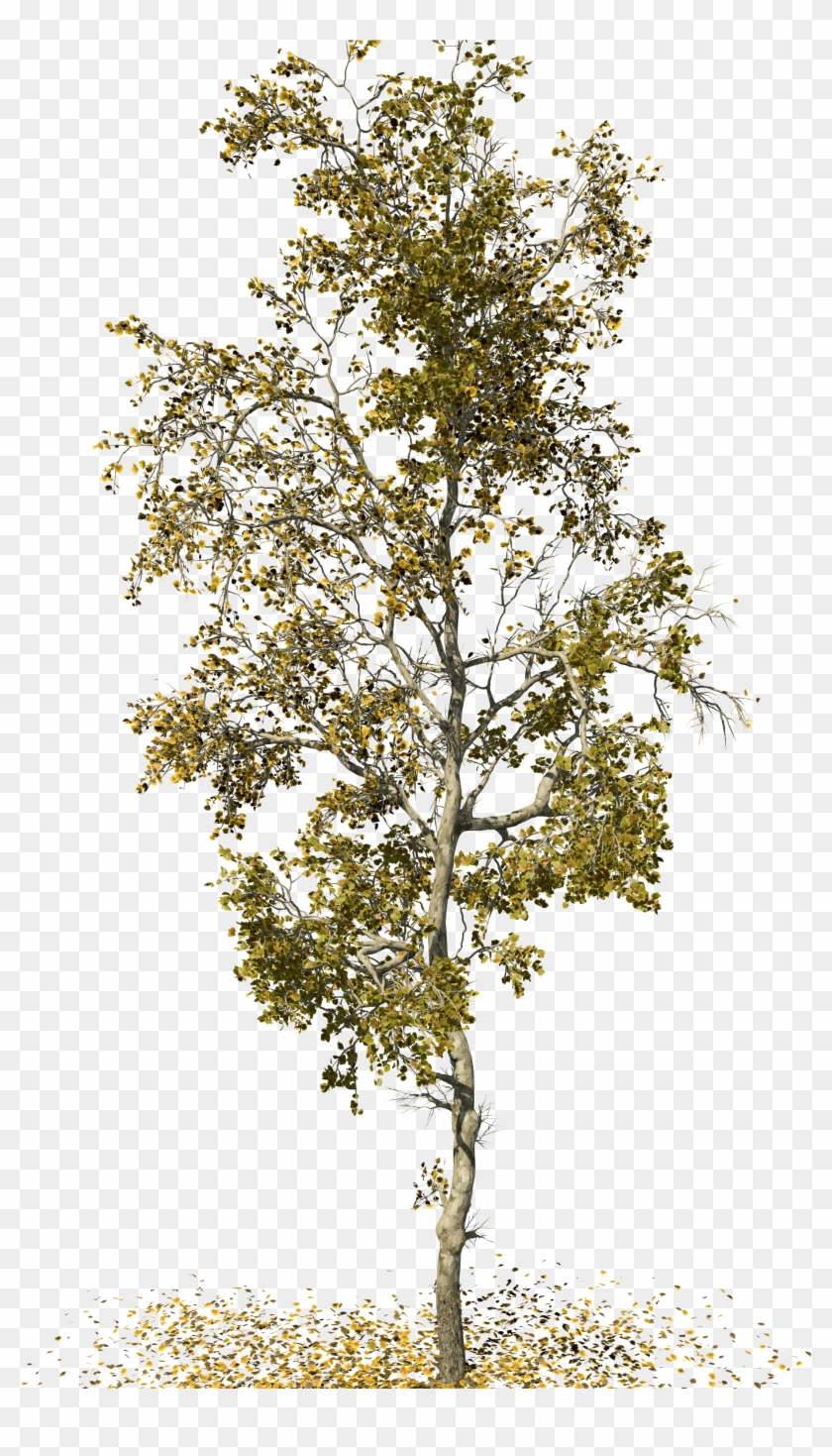 Forest - Sycamore Tree Transparent, HD Png Download - 4050x3127(#641292 ...