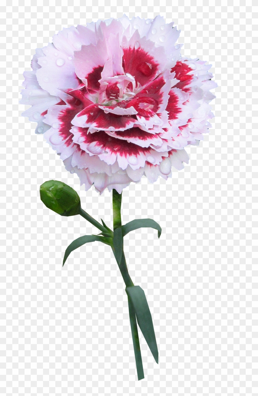 Carnation Stem Flower - Clavel Png, Transparent Png - 720x1280(#641899 ...