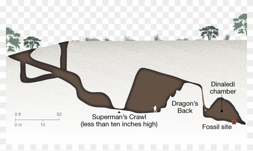 Schematic Cross-section Of The Rising Star Cave System, - Homo Naledi ...
