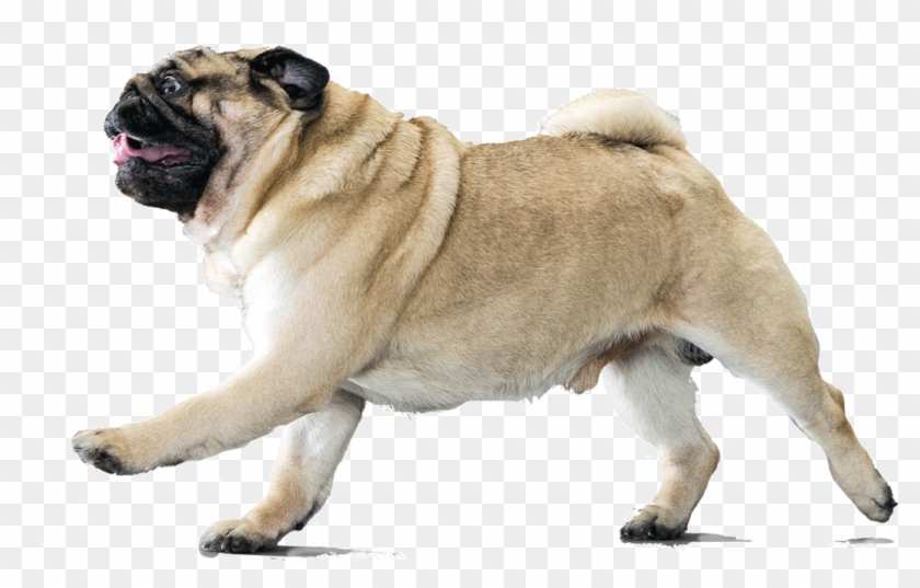 Do Pugs Attack