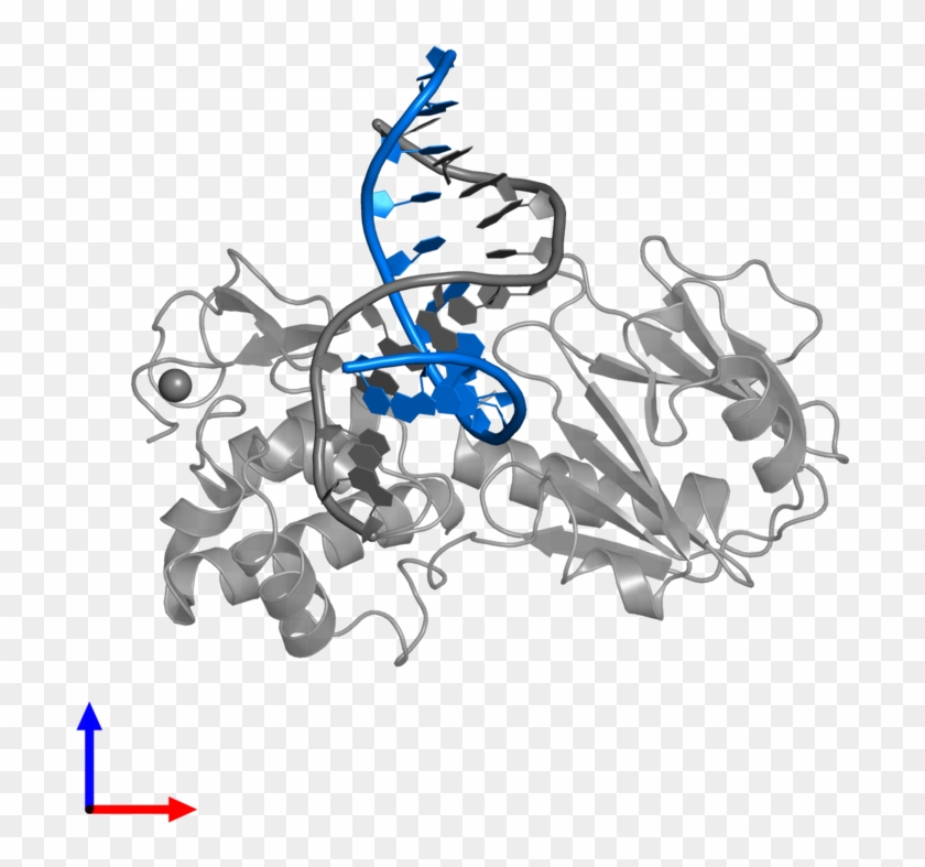 Pdb Entry 3gpp Contains 1 Copy Of Dna P*gp*ap*tp*cp*tp*ap*c) - Graphic ...