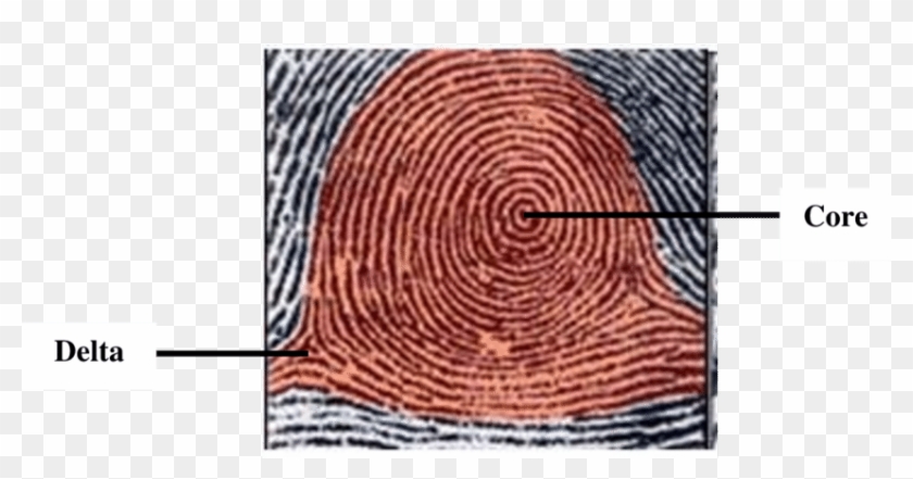Fingerprint Pattern Download Scientific - Plain Whorl Fingerprint, HD ... Fingerprint Pattern Download Scientific - Plain Whorl Fingerprint, HD ...