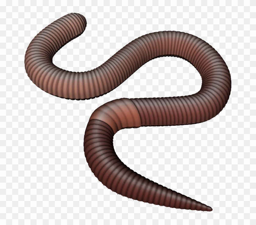 Earthworm Worm Png - Earthworm Transparent, Png Download - 820x718 ...