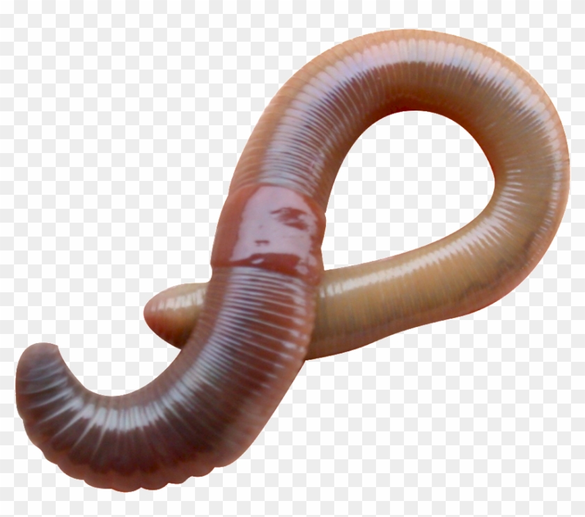 Earthworm Worm Png - Lumbricus Terrestris, Transparent Png - 1024x807 ...