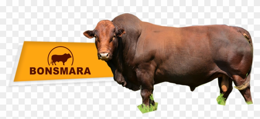 Touro-bonsmara - Bonsmara Sa, HD Png Download - 1000x414(#6518516 ...