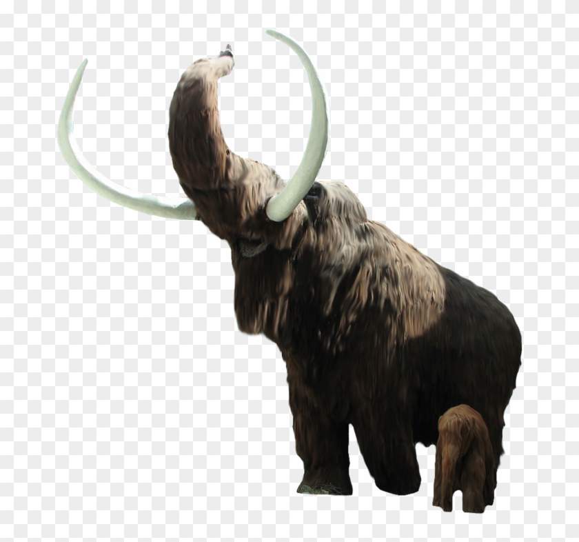 Mammoth Png - Working Animal, Transparent Png - 1024x768(#6528081 ...