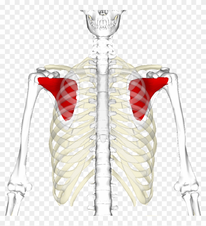 Pectoralis Minor Cat