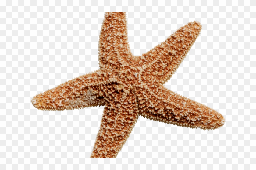 Brown Clipart Starfish - Star Fish No Background, HD Png Download ...
