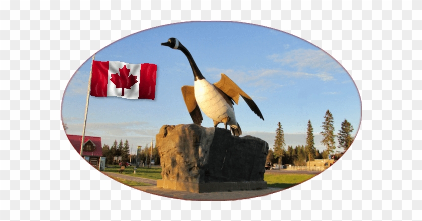 The Wawa Goose - Canada Goose, HD Png Download - 600x600(#6590405 ...