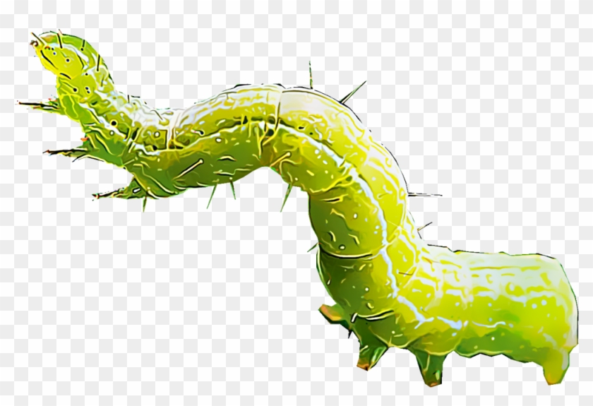 Cabbageworms - Gusano Png, Transparent Png - 1000x1000(#660131) - PngFind