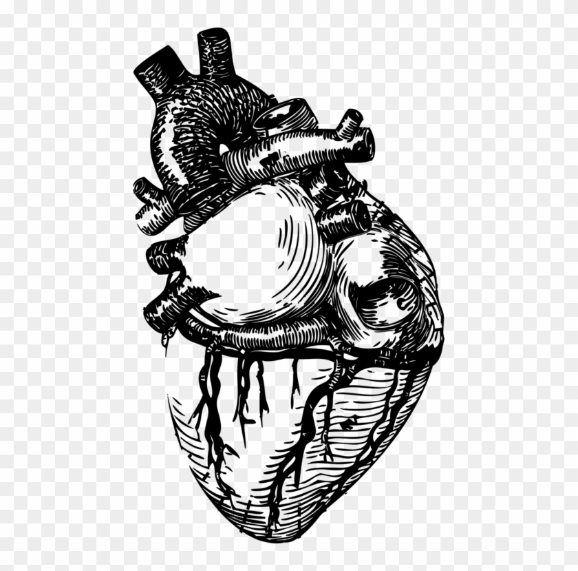 Drawing Line Art Heart Anatomy - Realistic Heart Line Art, HD Png ...