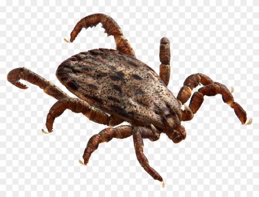 Tick Parasite Transparent Background, HD Png Download - 1172x827 ...