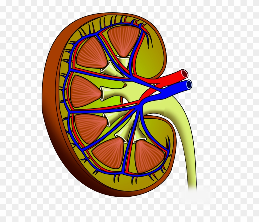 Main Regions Of The Kidney, HD Png Download - 570x638(#6603902) - PngFind