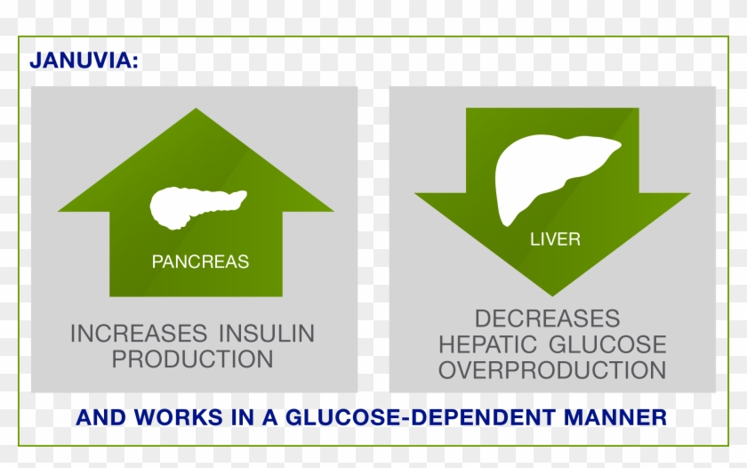 Mechanism Of Action For Januvia® - Sitagliptin Mechanism Of Action, HD ...