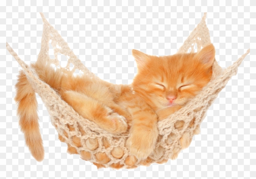 Sleeping Cat White Background, HD Png Download - 1920x1280(#6619336 ...