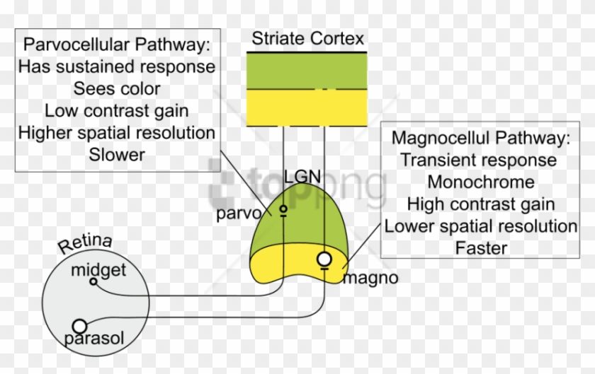 Free Png Pathway Png Png Image With Transparent Background ...