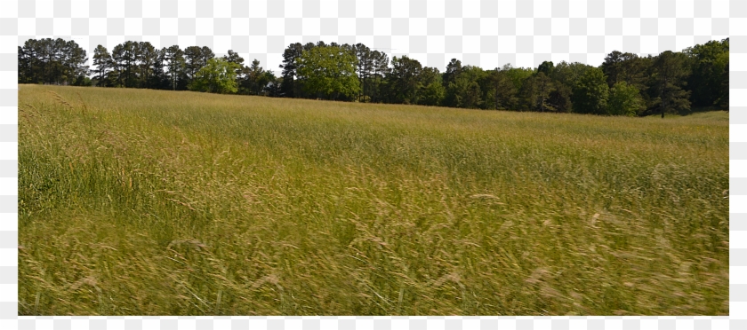 Meadow Png, Transparent Png - 4928x3264(#6642181) - PngFind