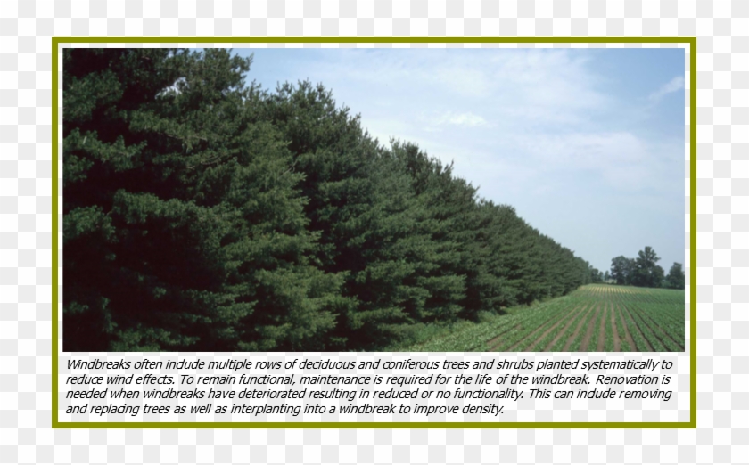 What Do They Want Landowners To Do - Perdele De Protectie Forestiere ...